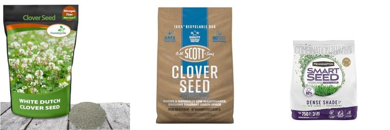 Top 5 Best Clover Varieties for Thriving Shade Gardens