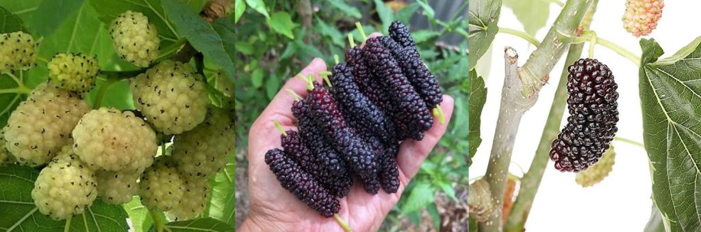 Top 5 Tasting Mulberry Tree Varieties: A Flavorful Review