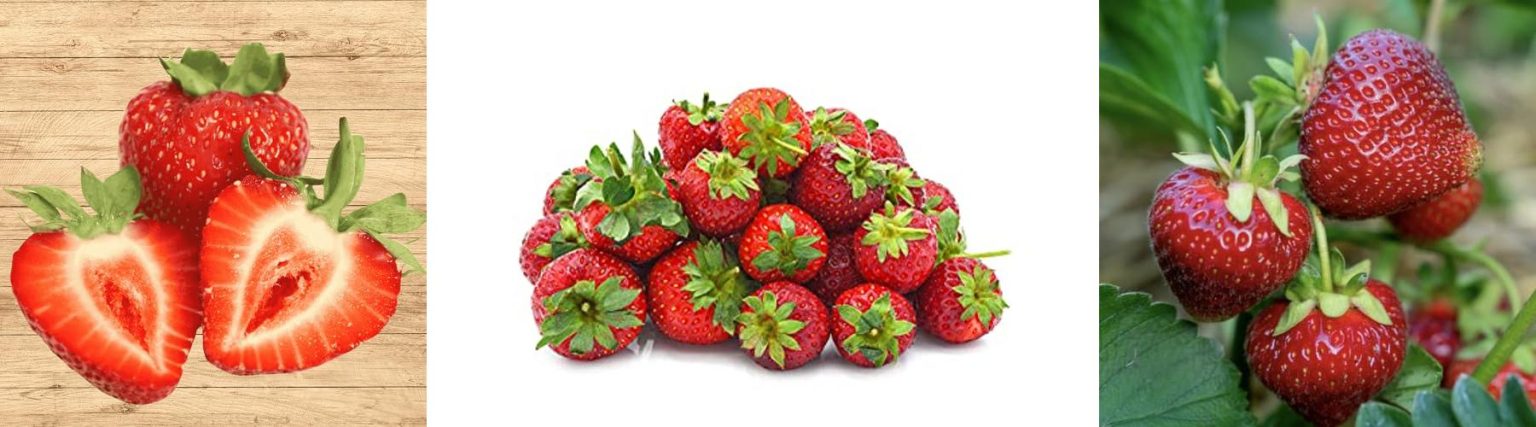 Top 5 Day Neutral Strawberry Plants: Your Best Choice