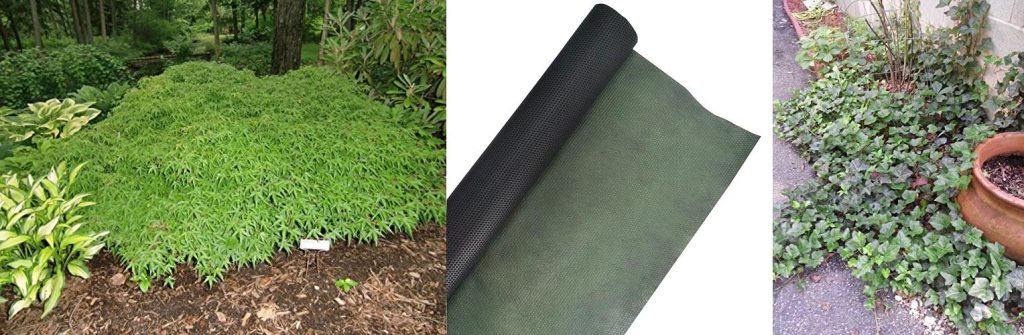 Top 5 Ground Cover for Japanese Maples: Best Picks