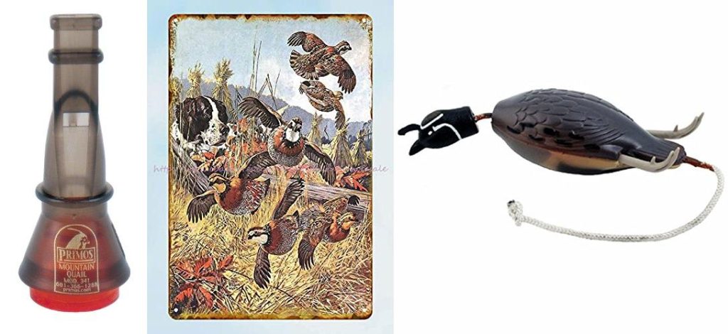 Best Quail Hunting In The Us - Top 5 Picks & Review
